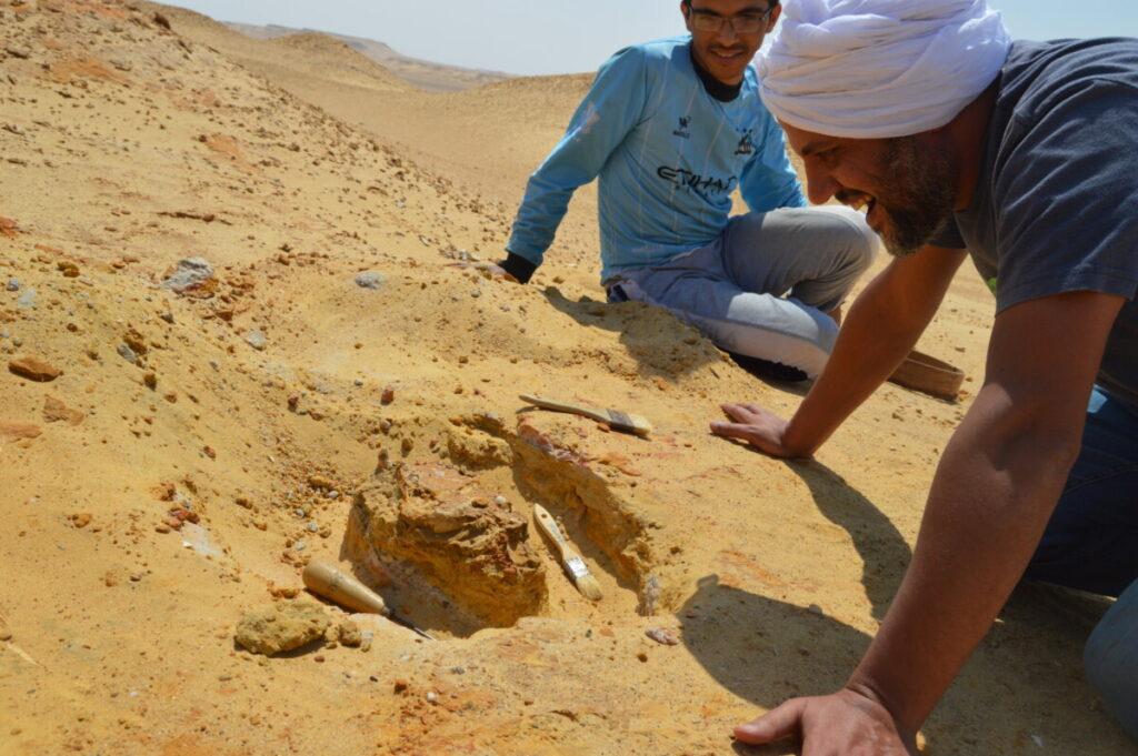 A 30-million-year-old Skull Discovery in the Egyptian desert - The ...