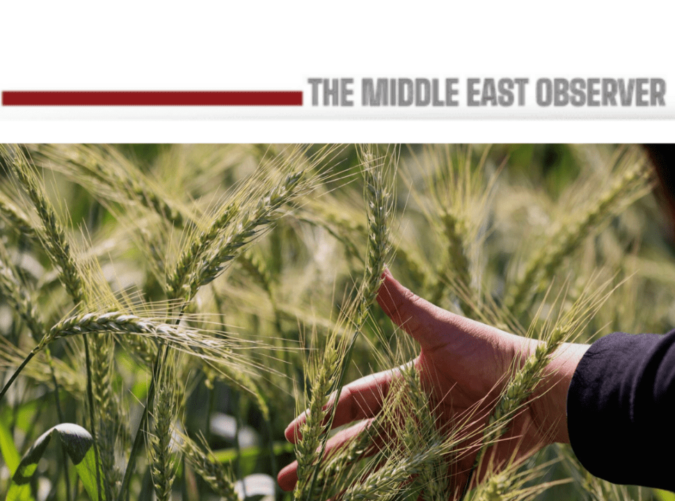 Cultivated Wheat Area Jumps by 600,000 Feddans in 2025/2026 Season ...