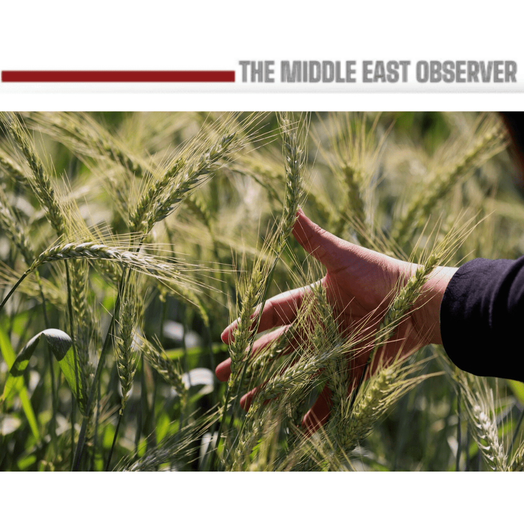 Cultivated Wheat Area Jumps by 600,000 Feddans in 2025/2026 Season ...